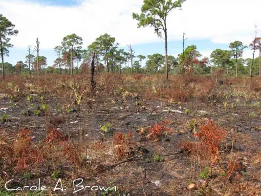 Helping Wildlife with Specialized Habitat Needs in Your Ecosystem Garden