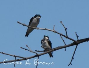 Tree Swallows Return