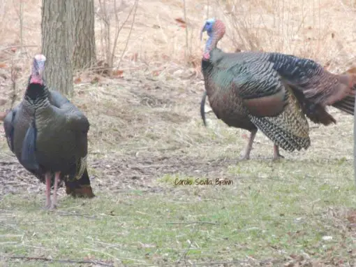 The Wild Turkey So Much More Than Thanksgiving Dinner