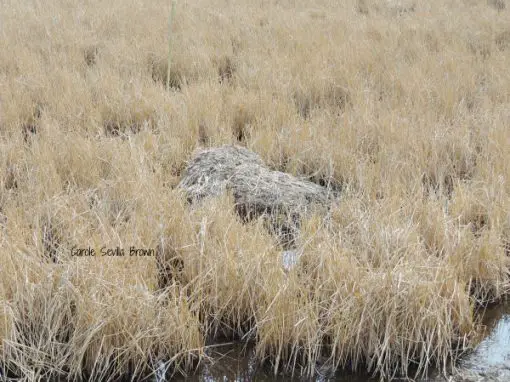 Early Spring Birds Blackwater NWR